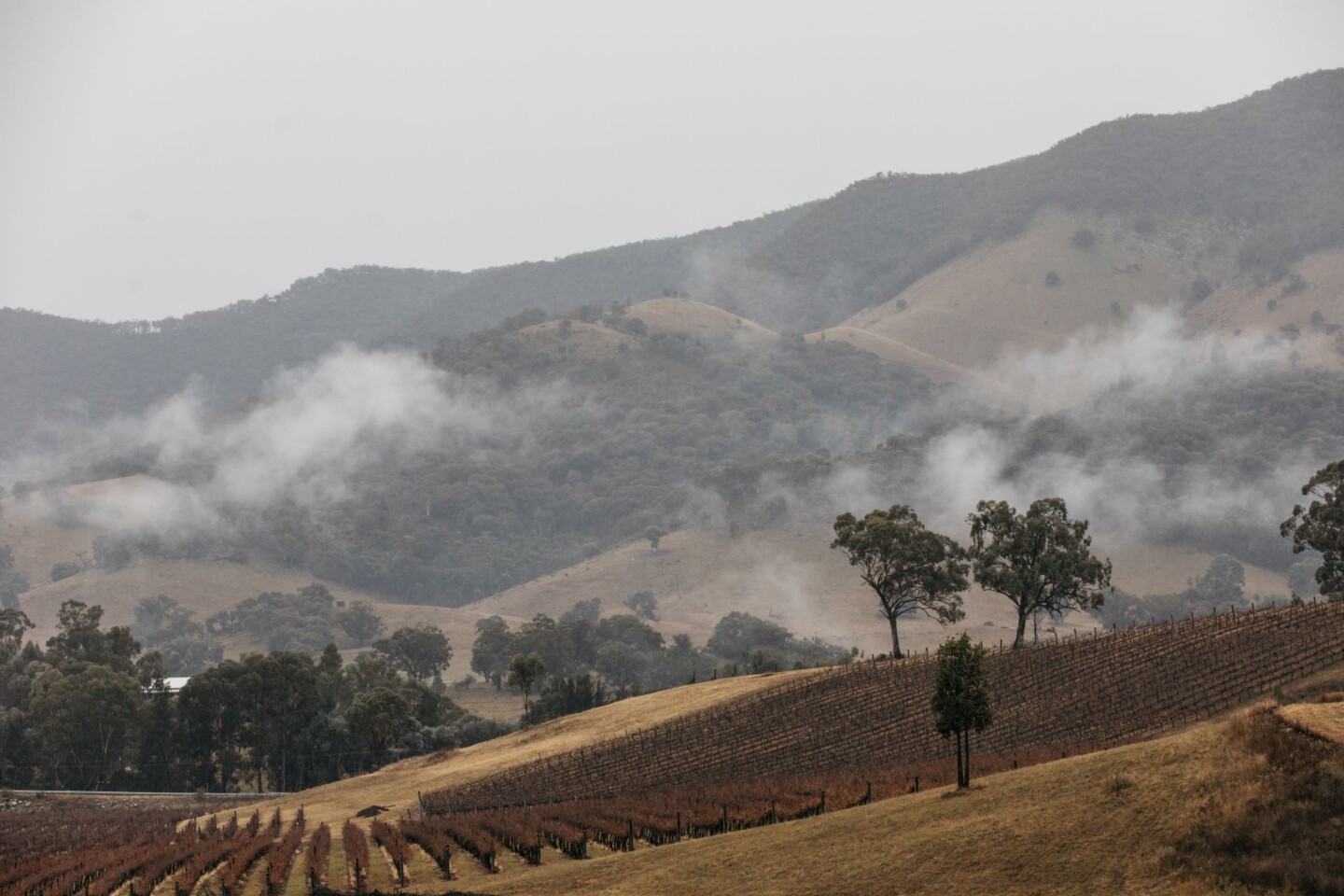 Home - Gilbert Family Wines